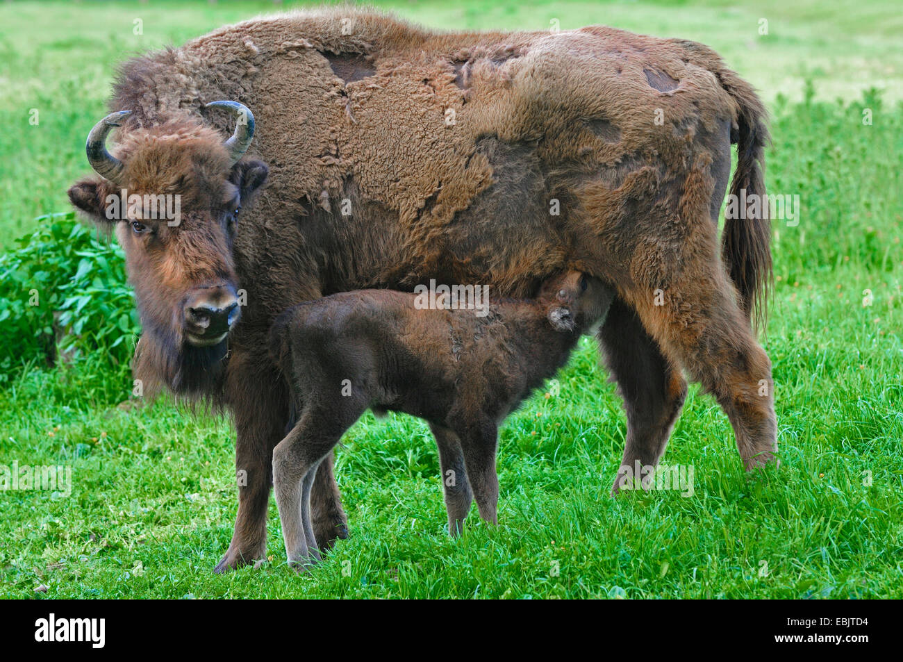 European bison, wisent (Bison bonasus), wisent cow suckling her calf ...