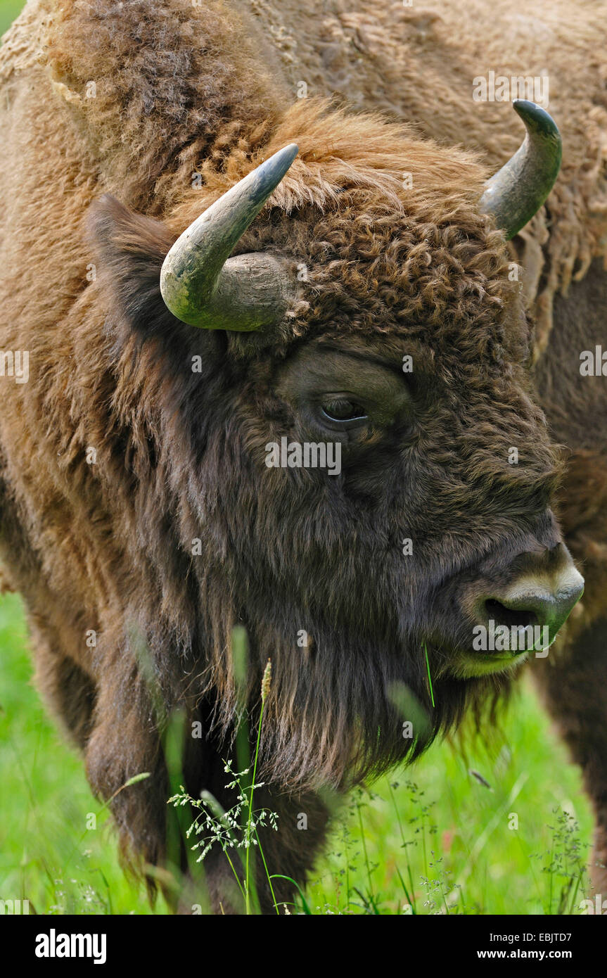 European bison, wisent (Bison bonasus), portrait of a bull Stock Photo ...