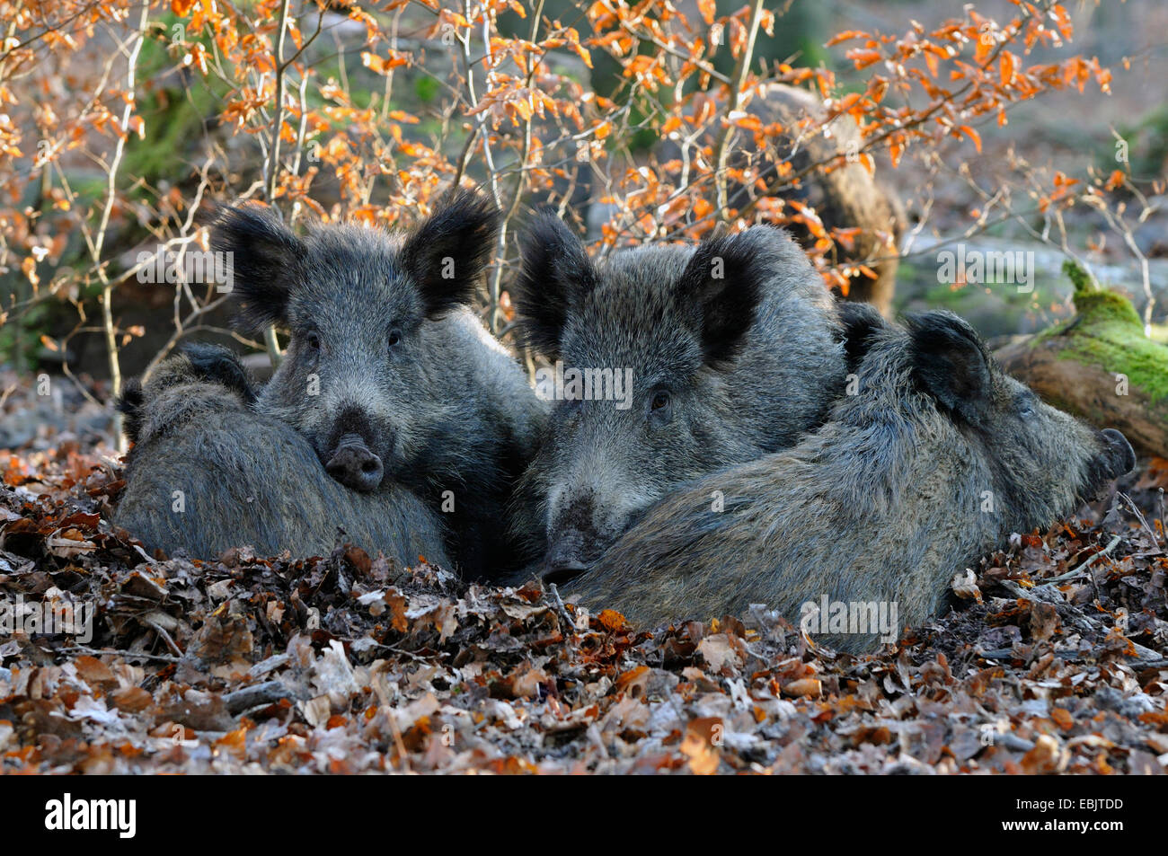 wild boar, pig, wild boar (Sus scrofa), four wild boars lying close ...