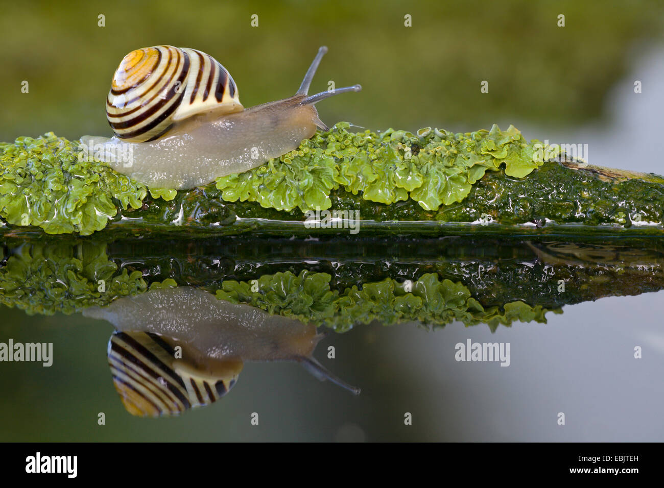 White-lip gardensnail, White-lipped snail, Garden snail, Smaller banded ...