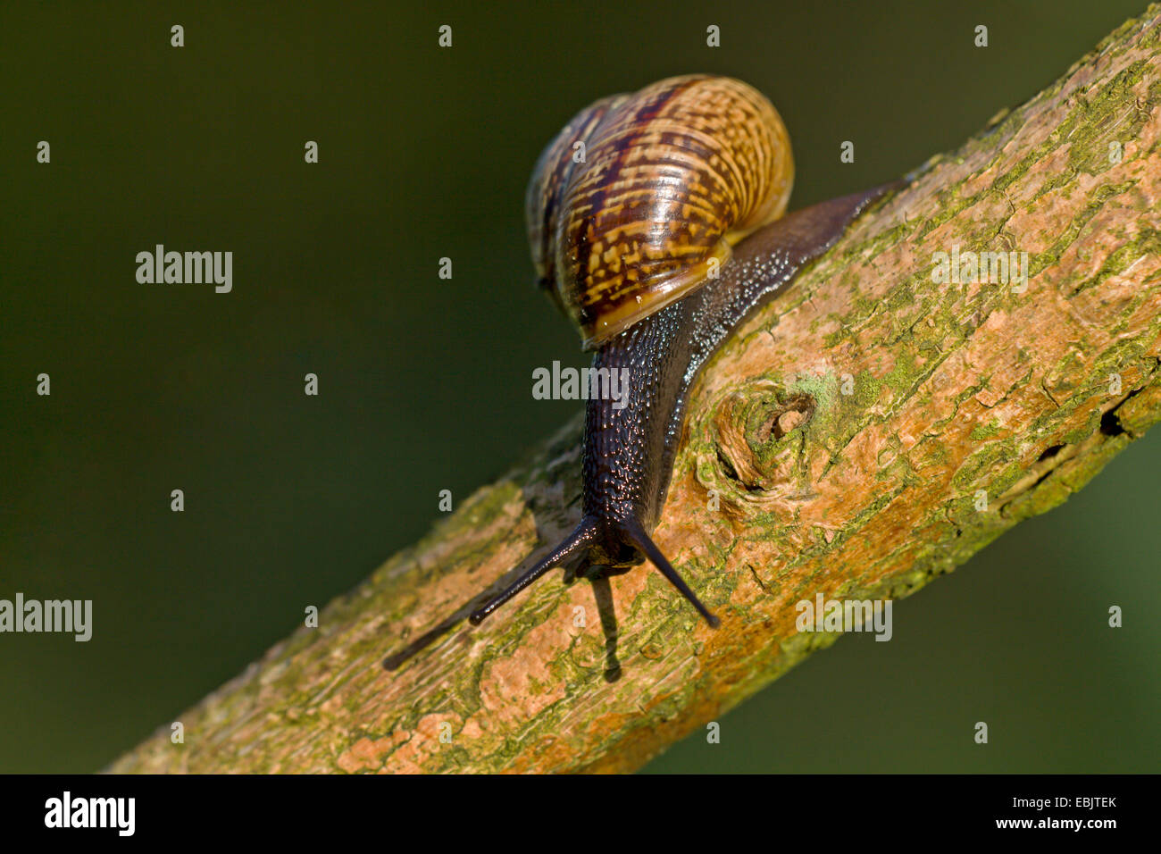 brown garden snail, brown gardensnail, common garden snail, European ...