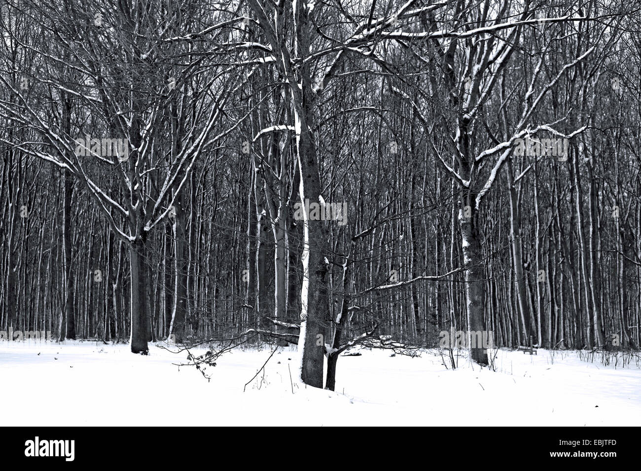 snow-covered deciduous forest in winter, Germany Stock Photo - Alamy