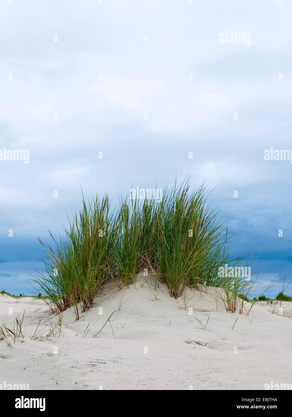 Agropyron junceum hi-res stock photography and images - Alamy