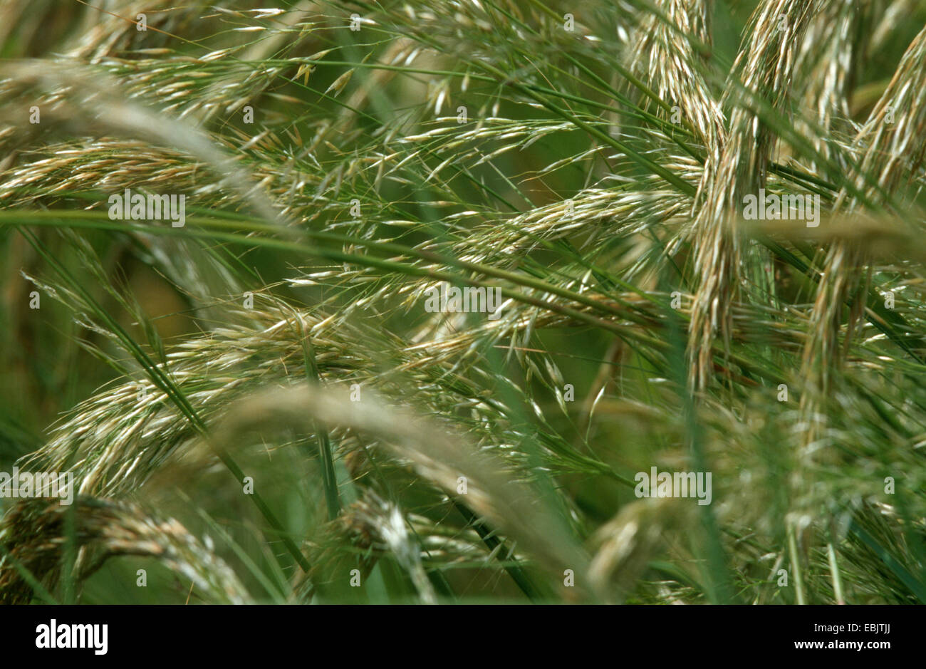 Achnatherum, Feather Grass, Spear Grass (Achnatherum calamagrostis ...