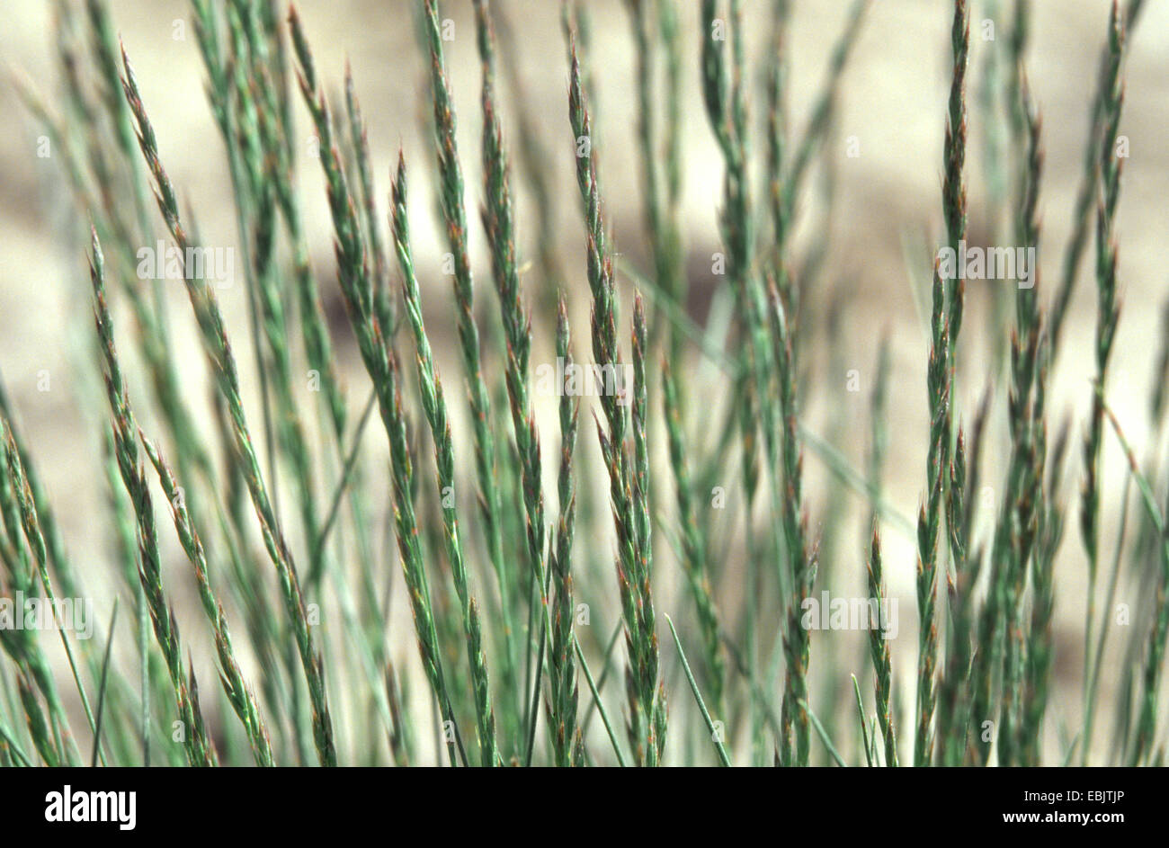 Moor grasses hi-res stock photography and images - Alamy