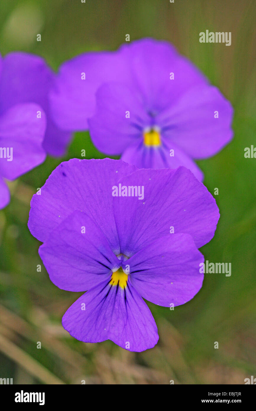 Swiss flowers hi-res stock photography and images - Alamy