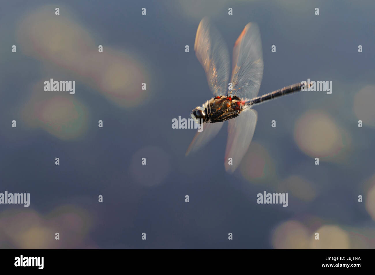 black sympetrum (Sympetrum danae), flying, Germany, Lower Saxony Stock ...
