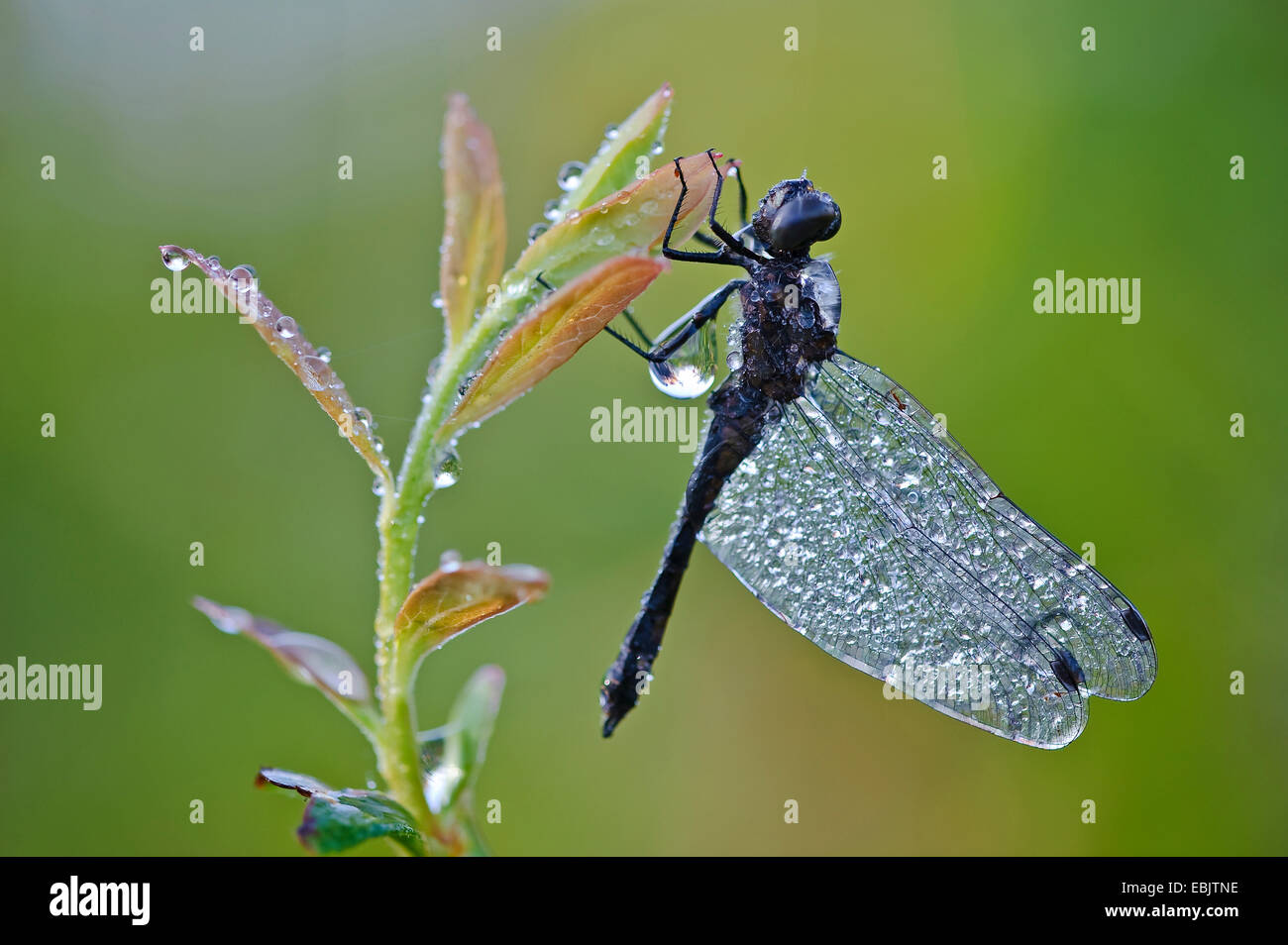 black sympetrum (Sympetrum danae), with morning dew, Germany, Lower ...