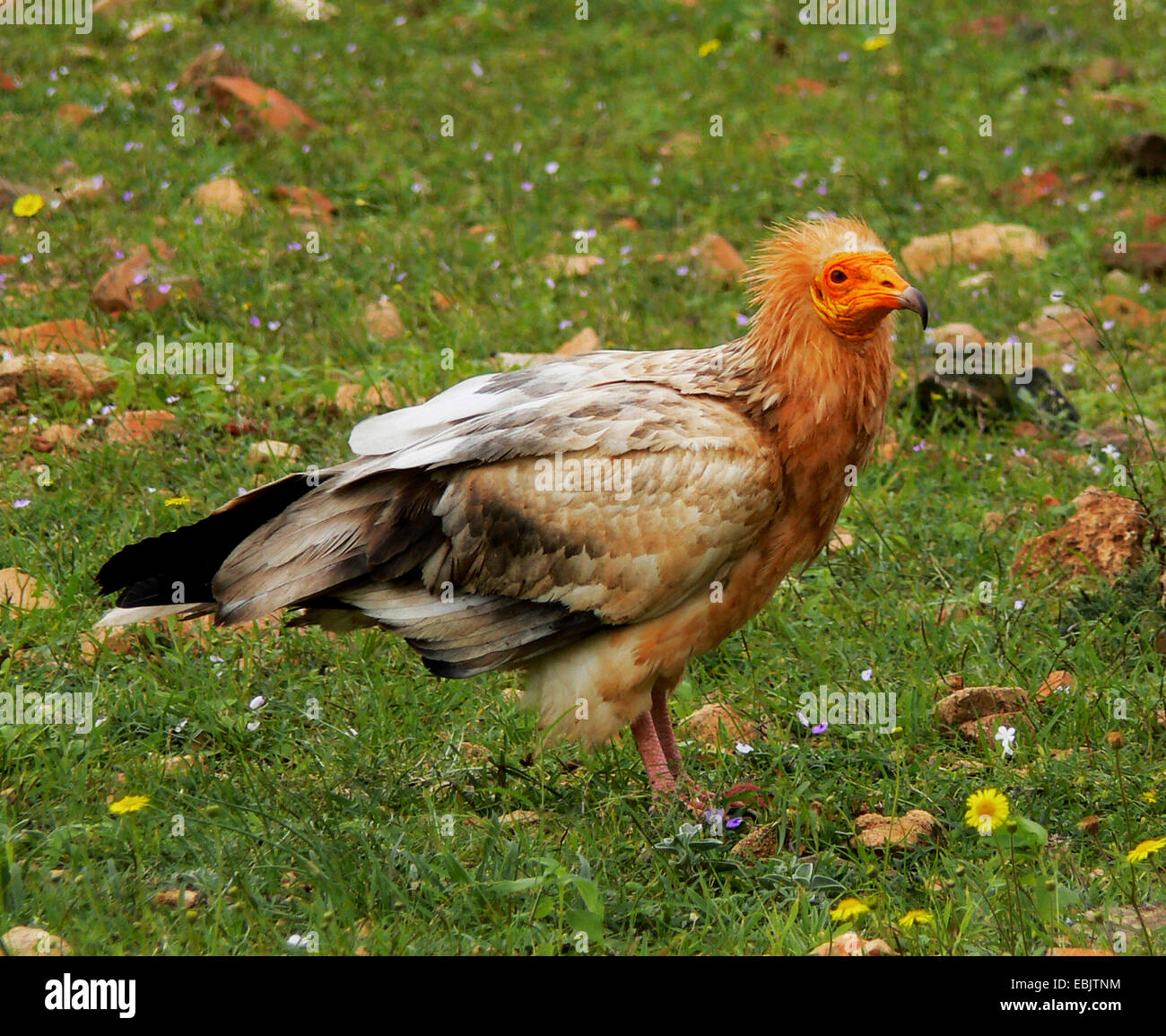 Animal zones hi-res stock photography and images - Alamy