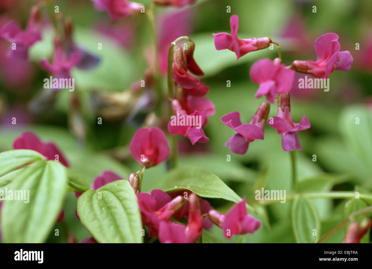 spring pea (Lathyrus vernus), blooming, Germany Stock Photo - Alamy