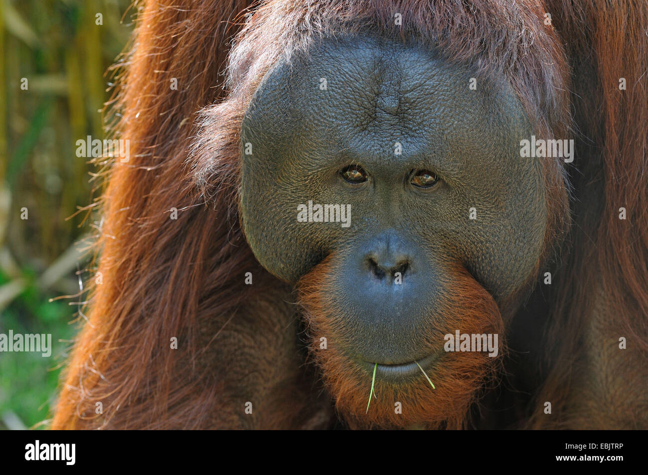 Bornean orangutan (Pongo pygmaeus pygmaeus), portrait Stock Photo - Alamy