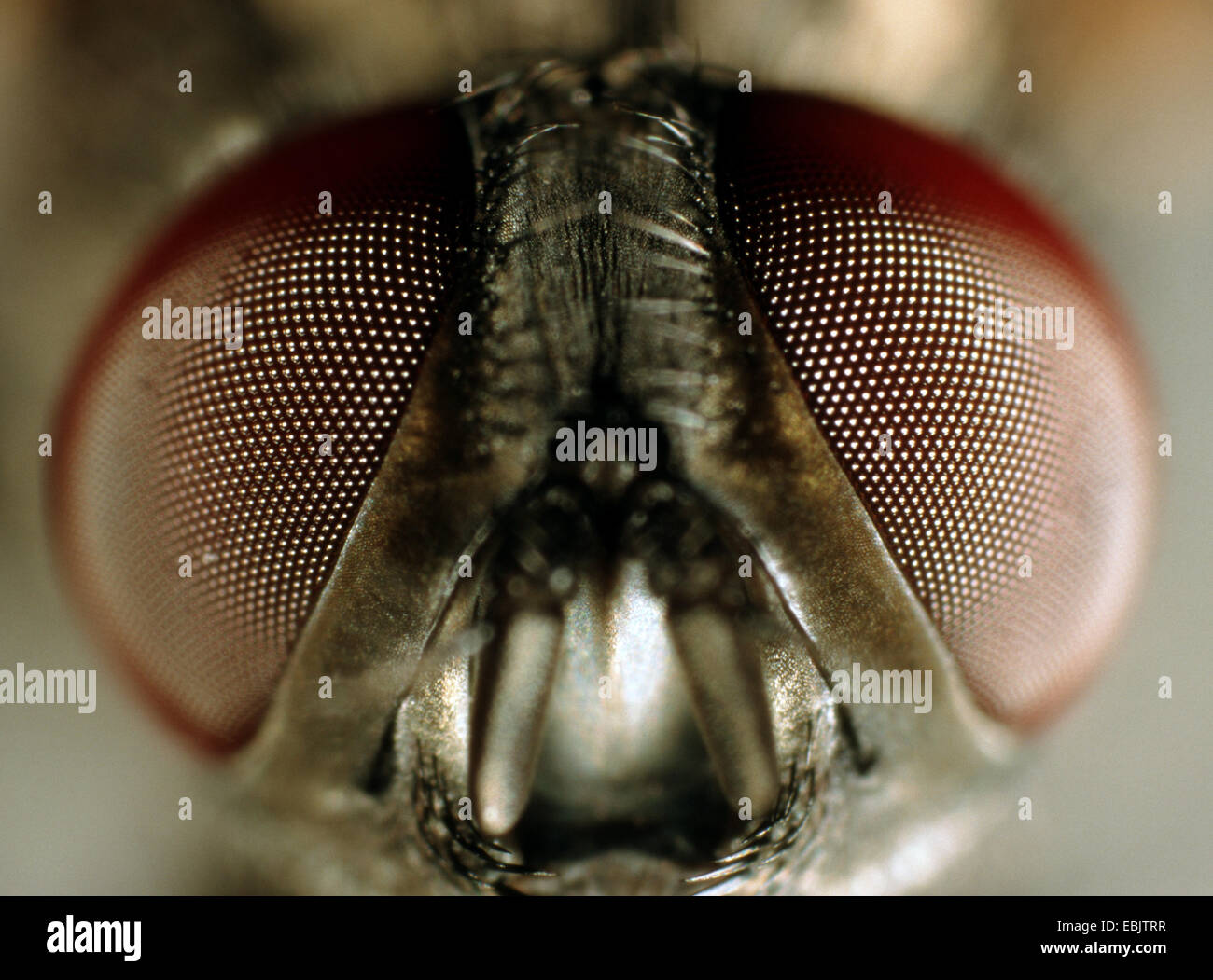 house fly (Musca domestica), portrait, Germany Stock Photo - Alamy