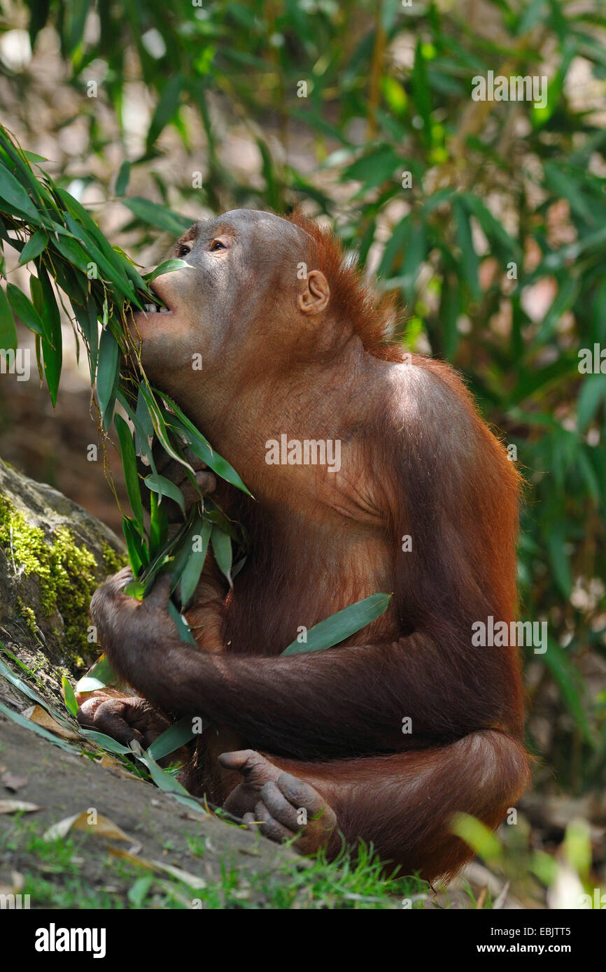 Bornean orangutan (Pongo pygmaeus pygmaeus), young animal playing with ...
