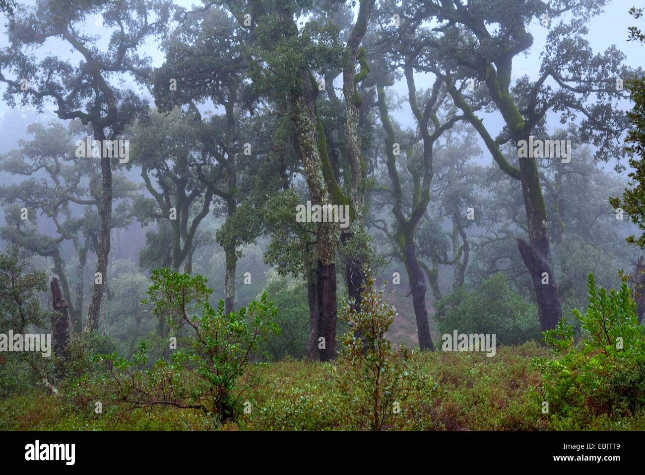 cork oak (Quercus suber), cork oak forest, Morocco, Taza-Al Hoceima ...