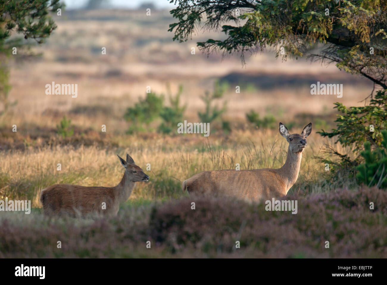 Calf under tree hi-res stock photography and images - Alamy
