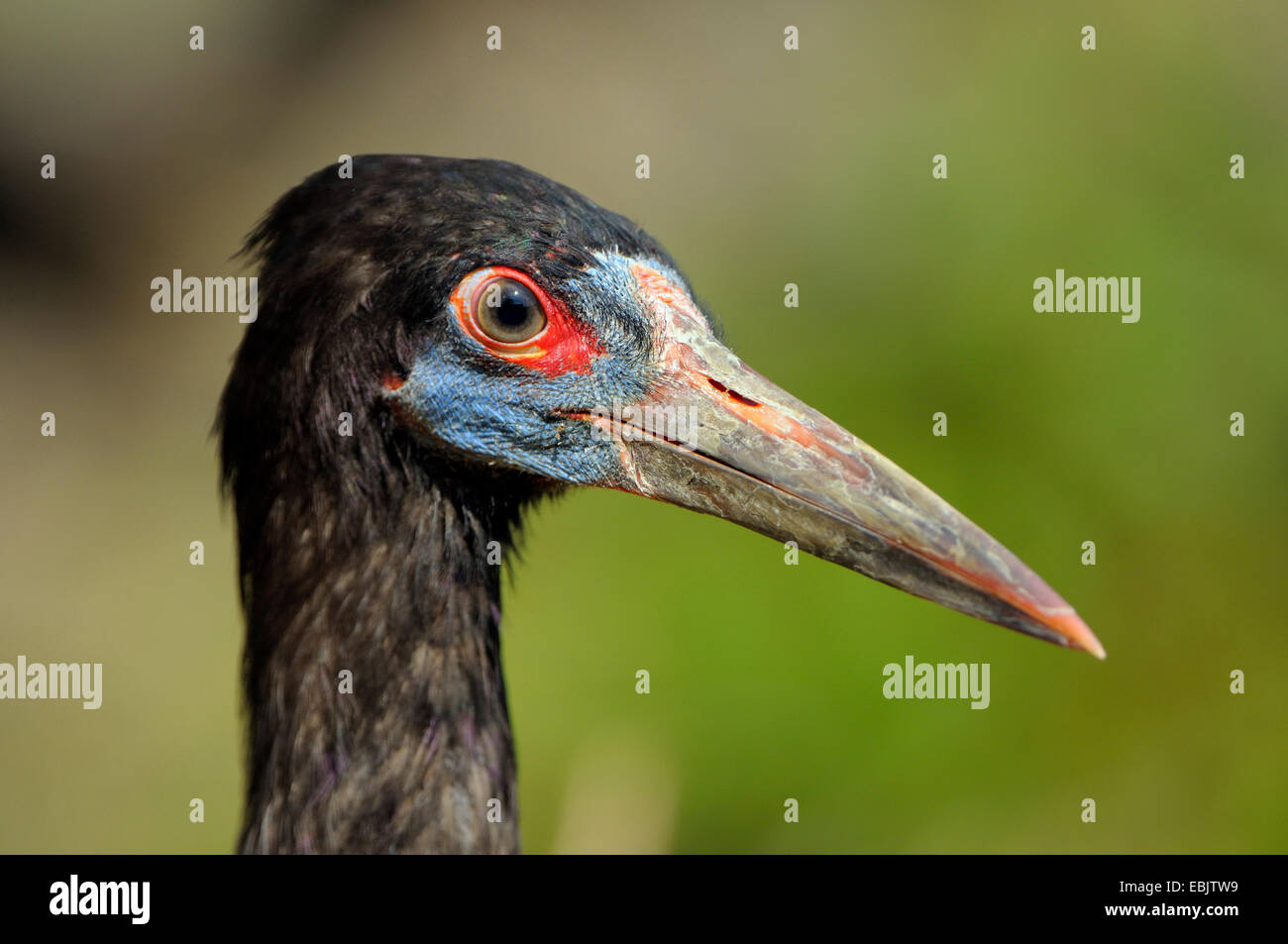 Abdim's stork (Ciconia abdimii), portrait Stock Photo - Alamy