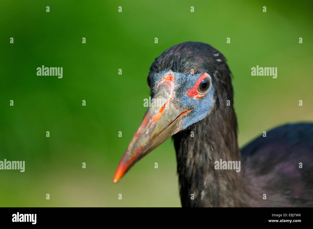 Abdim's stork (Ciconia abdimii), portrait Stock Photo - Alamy