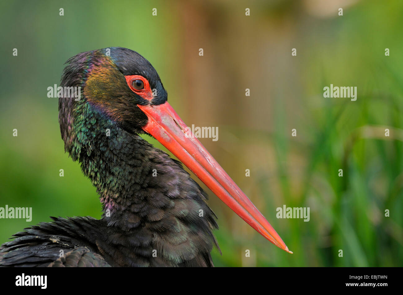Black stork hi-res stock photography and images - Alamy