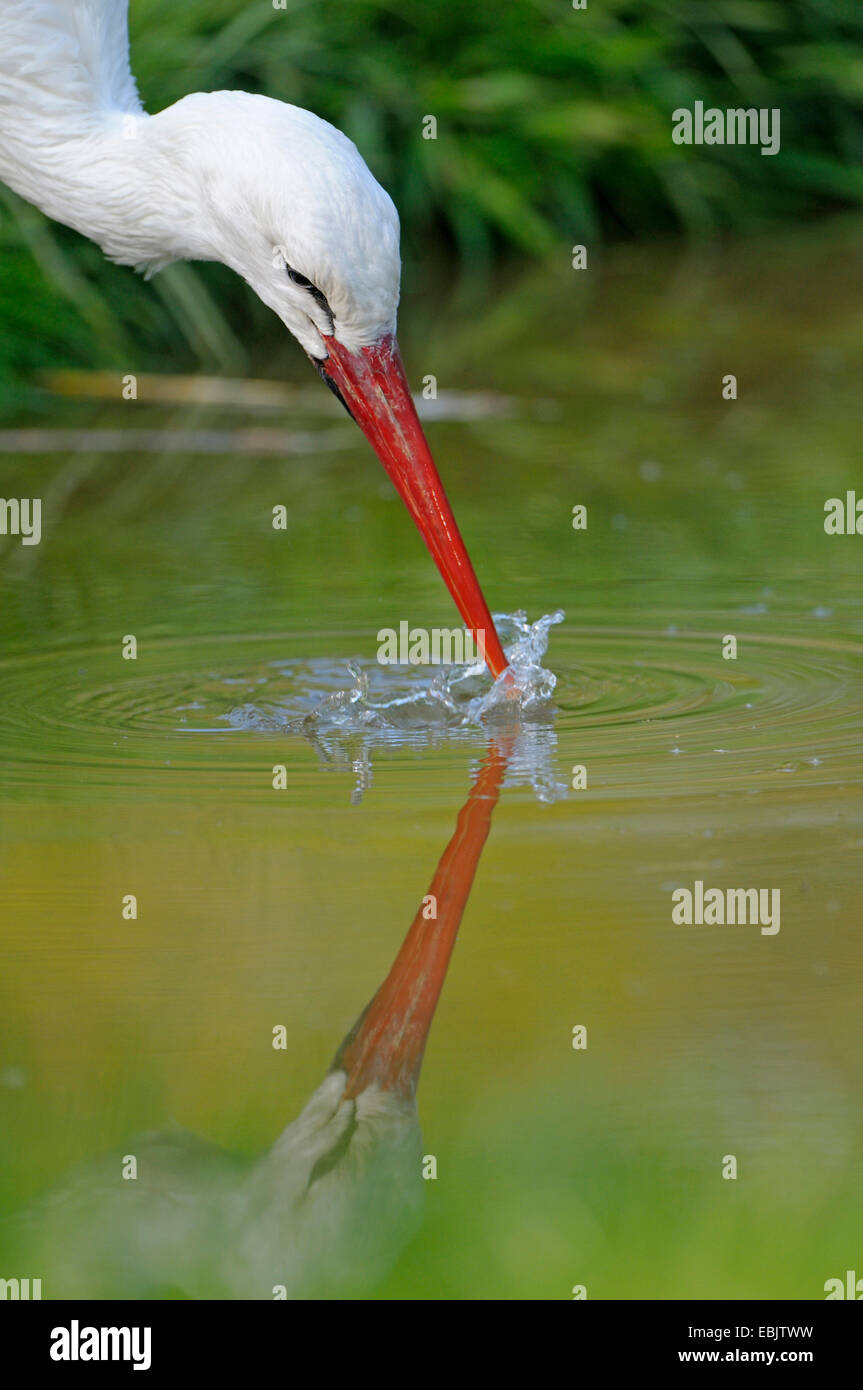 white stork (Ciconia ciconia), standing in water drinking, Germany ...