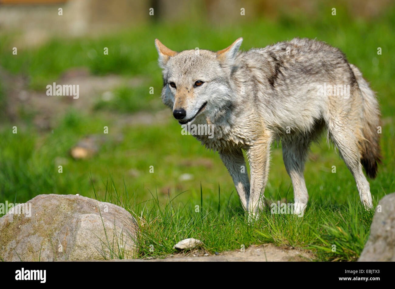 golden jackal (Canis aureus), in a meadow, Europe, zoo Apenheul Stock Photo - Alamy