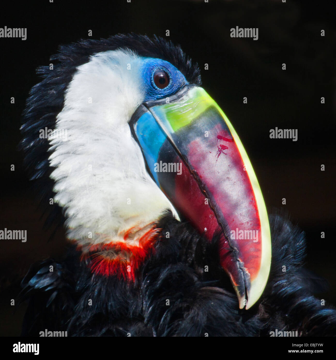 red-billed toucan (Ramphastos tucanus), portrait Stock Photo - Alamy