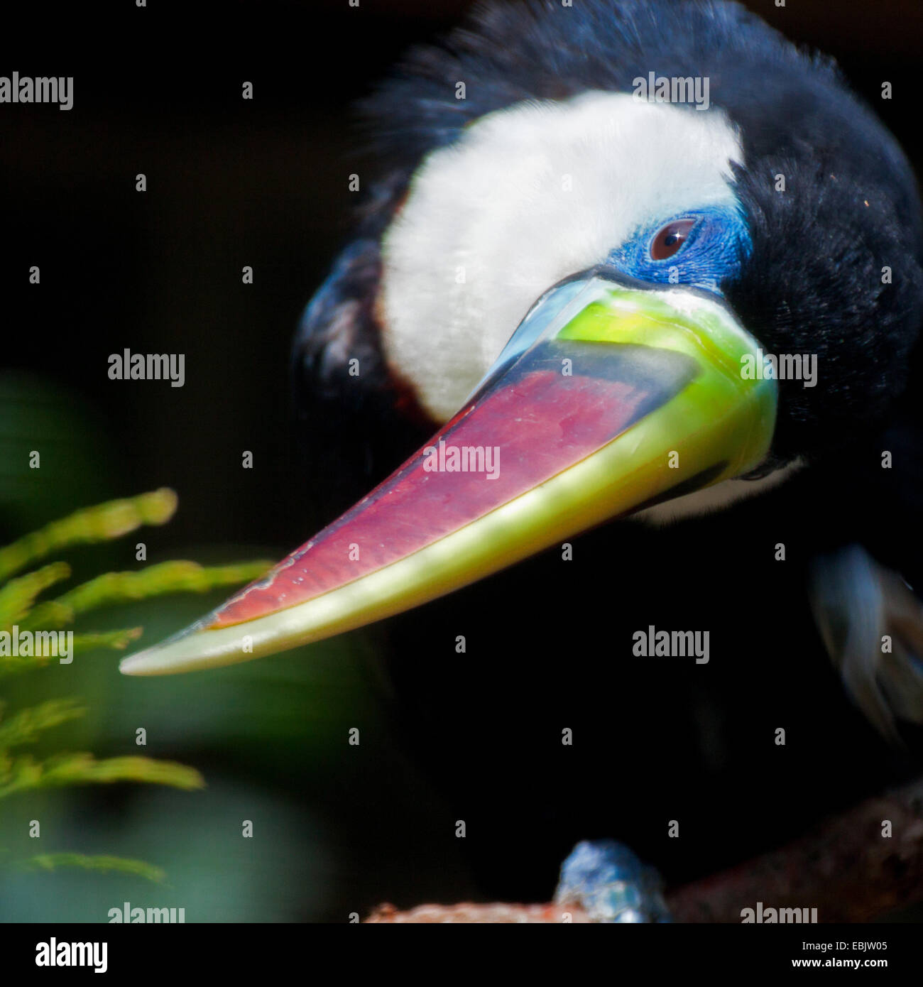 Red billed toucan hi-res stock photography and images - Alamy