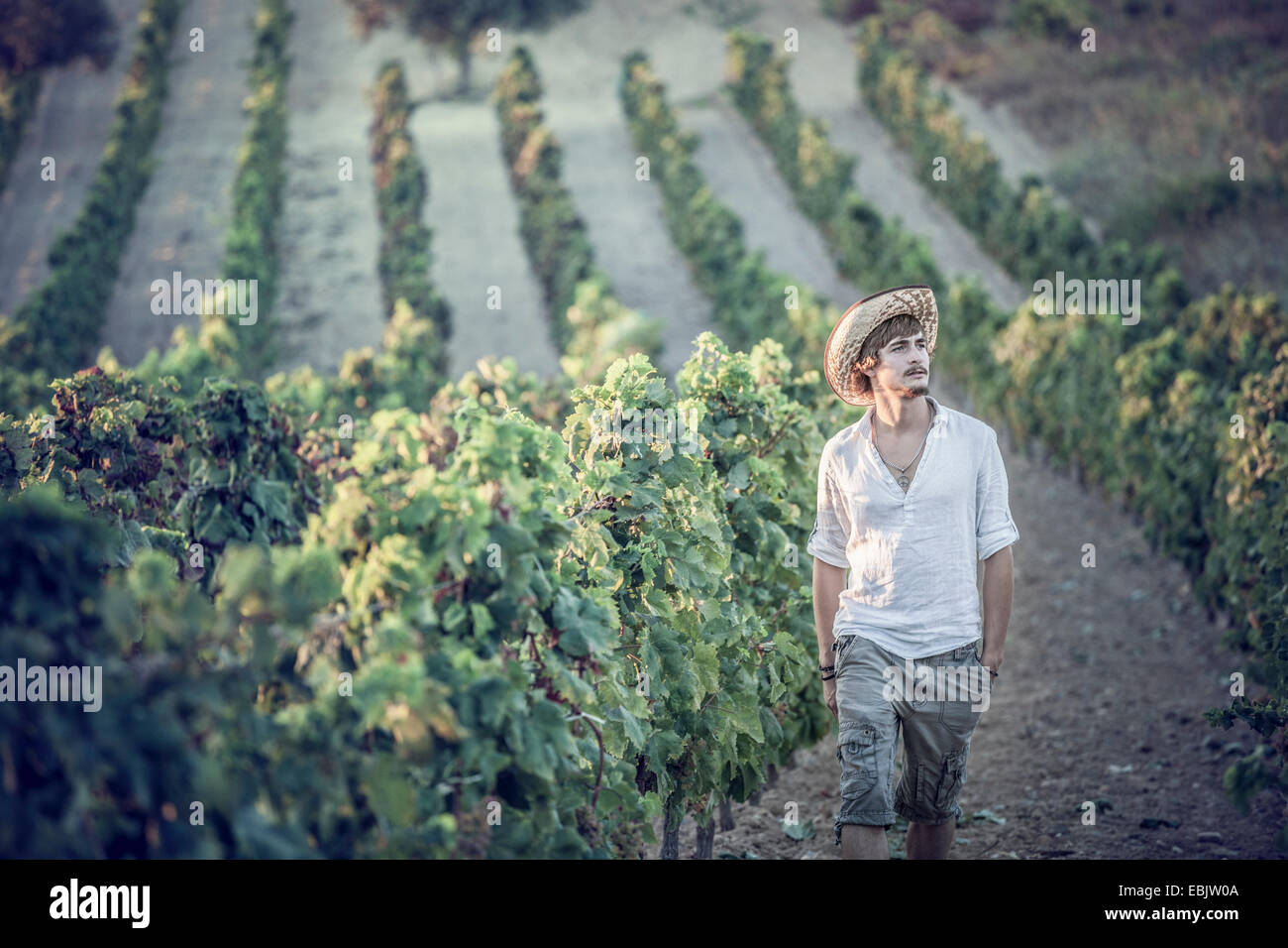 Man working in vineyard hi-res stock photography and images - Alamy