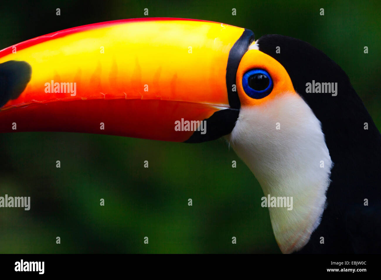 Toco toucan (ramphastos toco) hi-res stock photography and images - Alamy