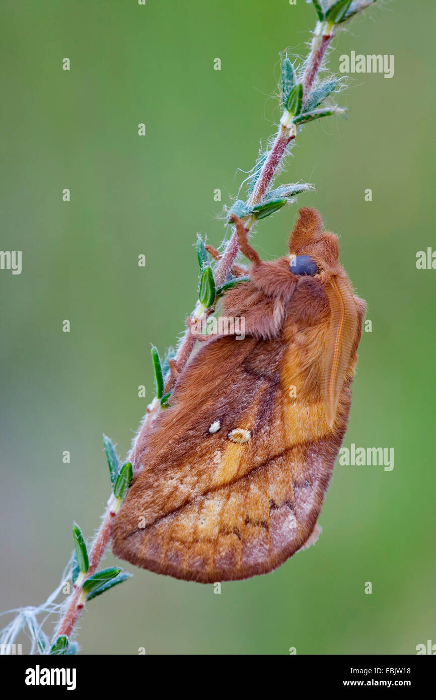 The Drinker (Philudoria potatoria, Euthrix potatoria), at Erica ...