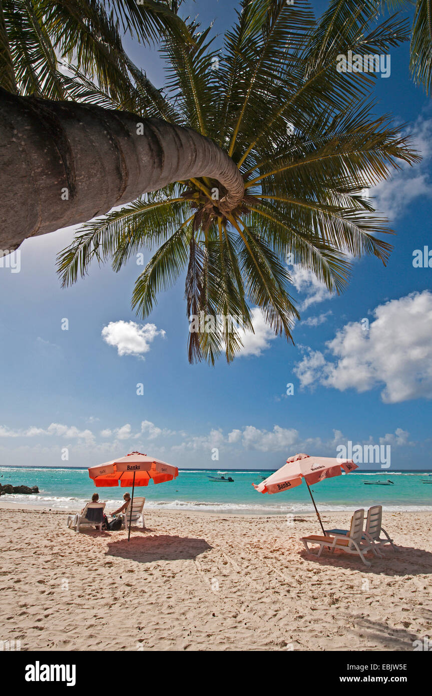 Barbados two palm trees hi-res stock photography and images - Alamy