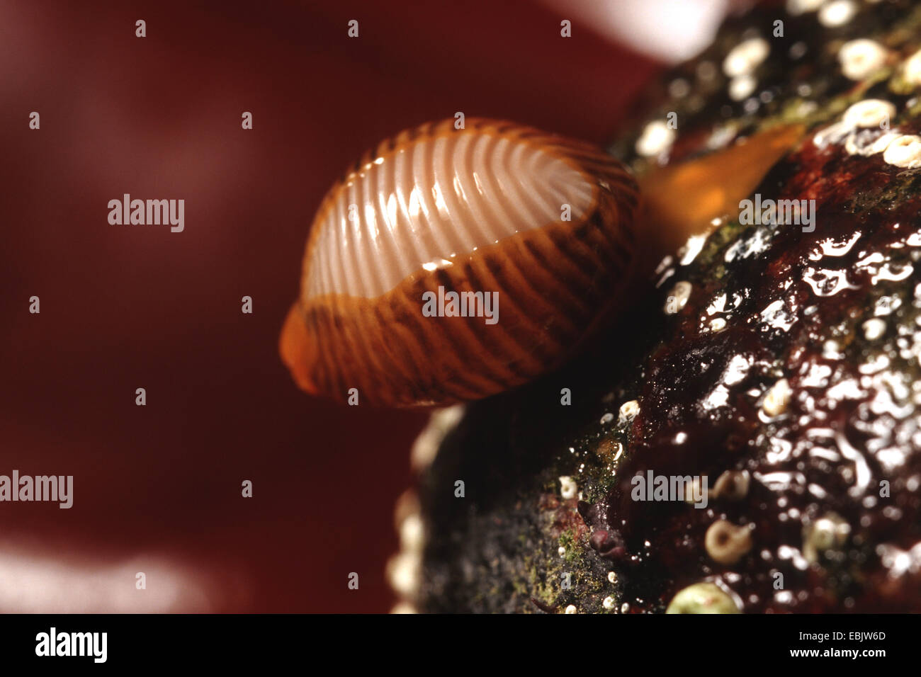 northern cowrie, spotted cowrie, European cowrie, bean cowrie, Arctic ...