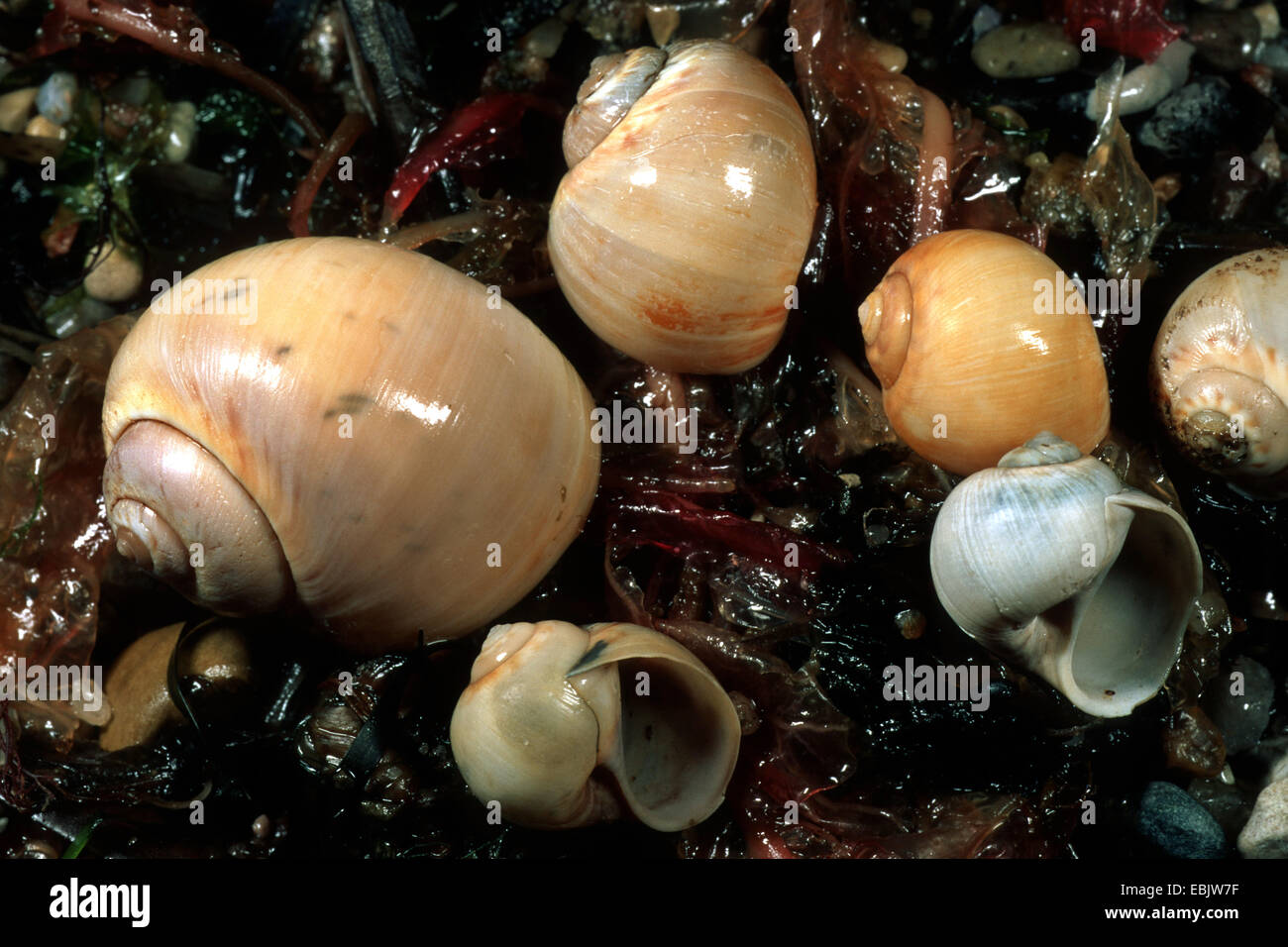 large necklace snail, large necklace moonsnail (large necklace shell ...