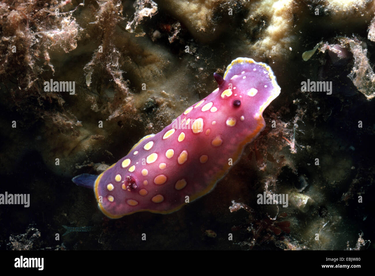 Pink sea slug hi-res stock photography and images - Alamy