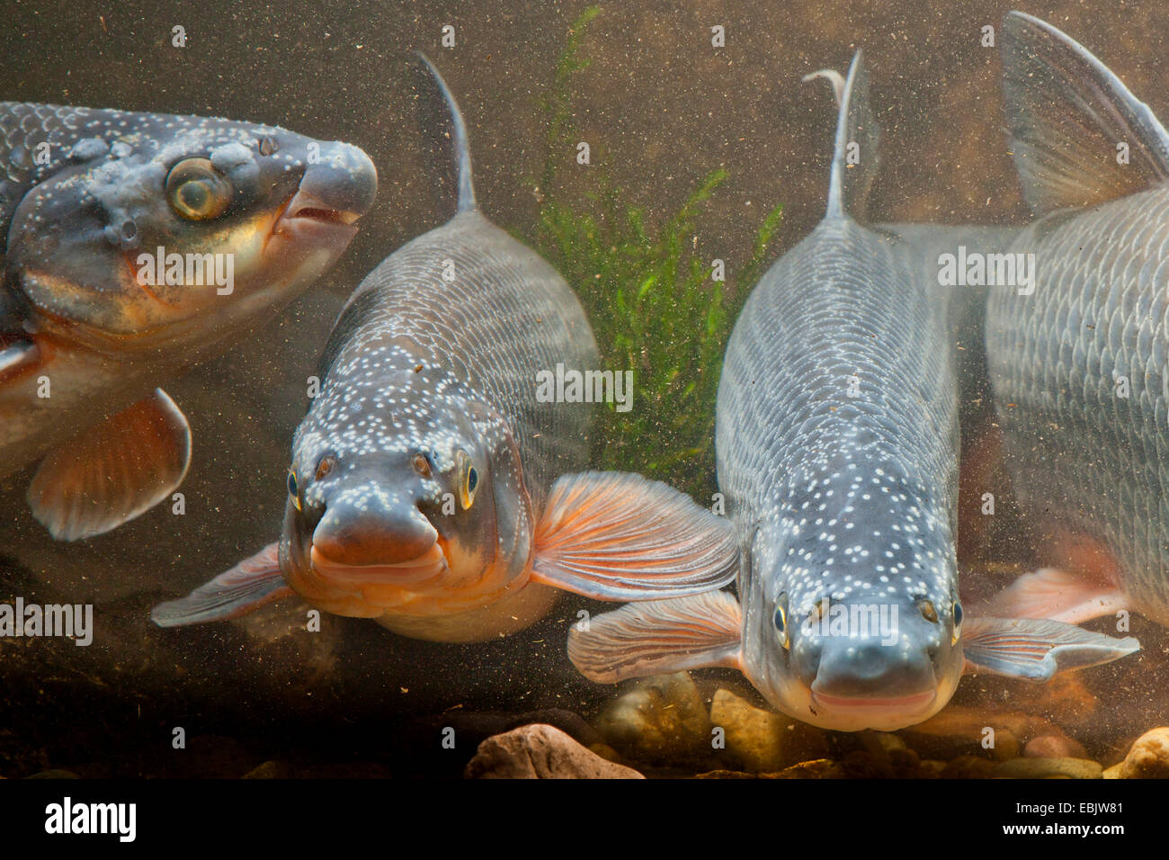 nase (Chondrostoma nasus), milkner, Germany, Bavaria, Nasenbach Stock ...