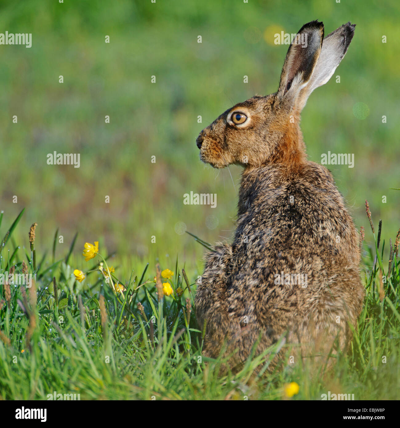 European hare (Lepus europaeus), sitting in meadow, Germany, Lower ...