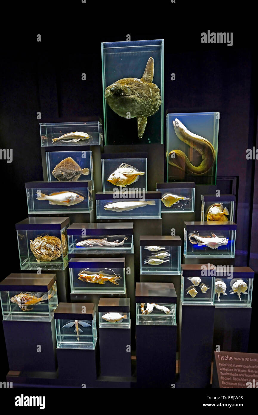 Marine museums hi-res stock photography and images - Alamy