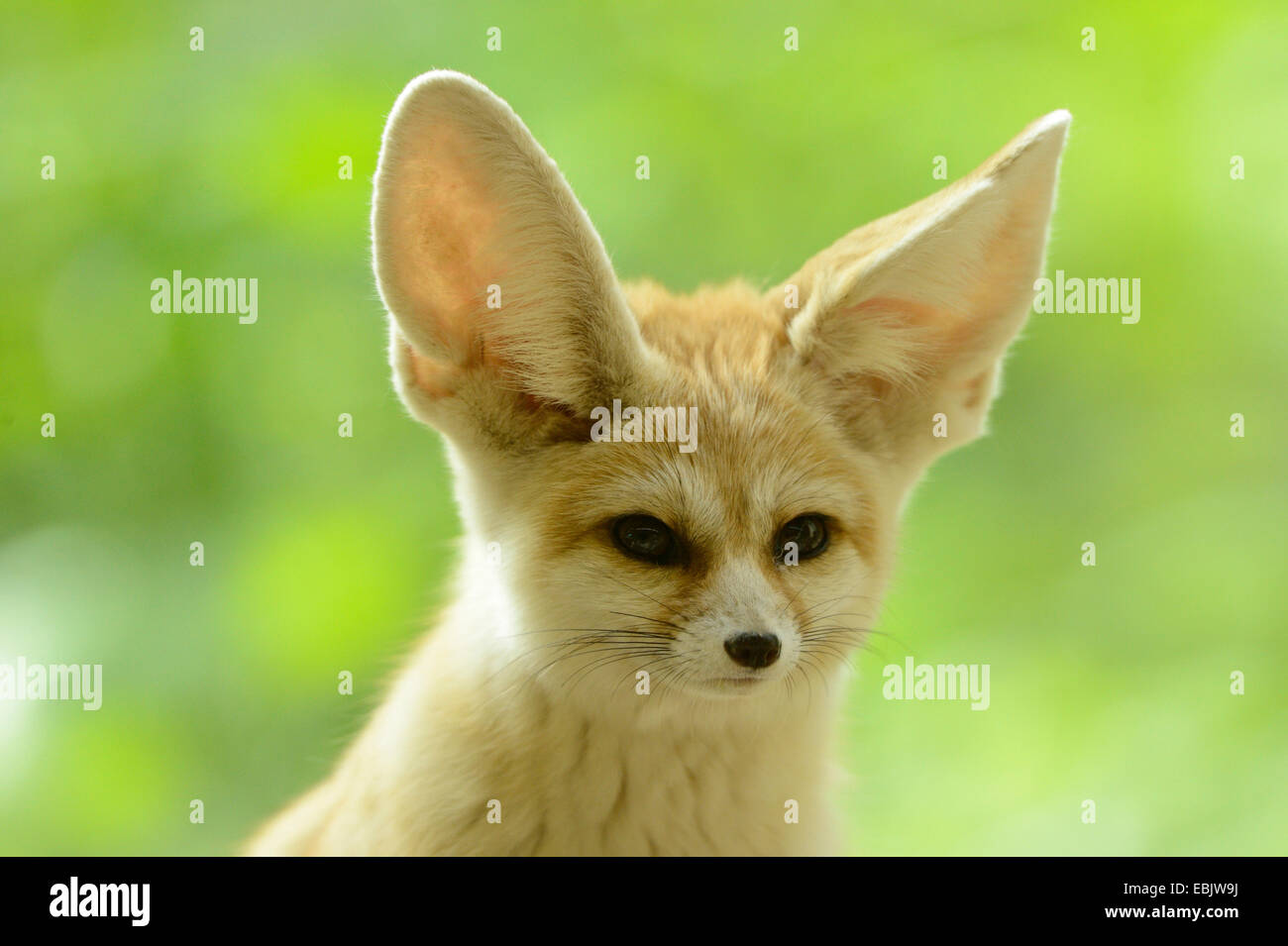 fennec fox (Fennecus zerda, Vulpes zerda), portrait Stock Photo - Alamy