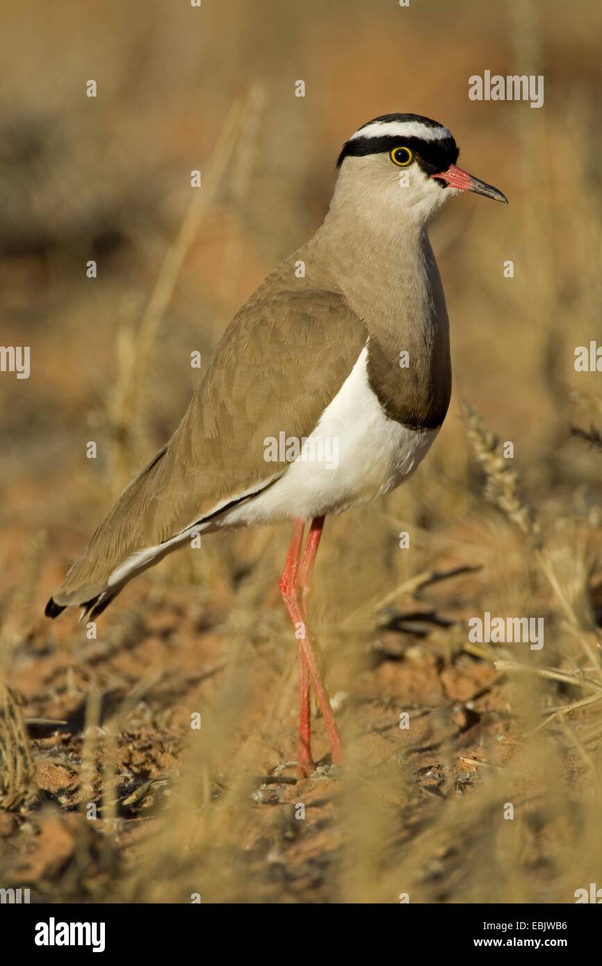 crowned plover (Vanellus coronatus), sitting on the ground, South ...