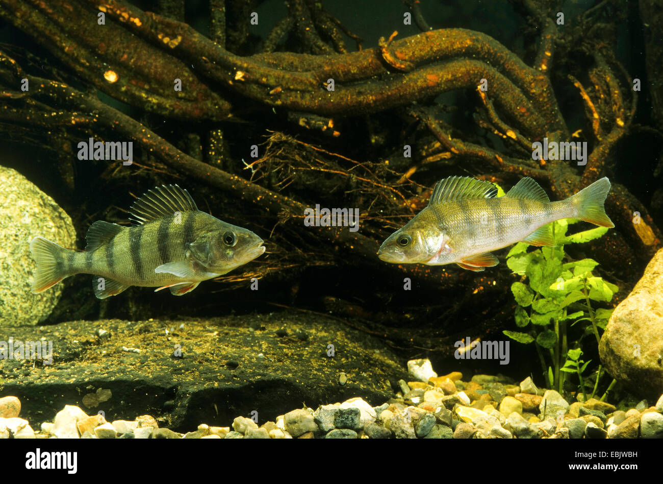 Perch, European perch, Redfin perch (Perca fluviatilis), in front of ...