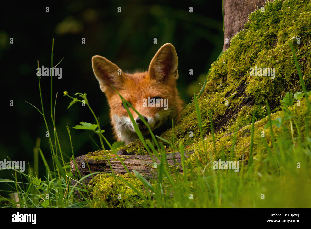 red fox (Vulpes vulpes), peering from behind at a tree root in morning ...