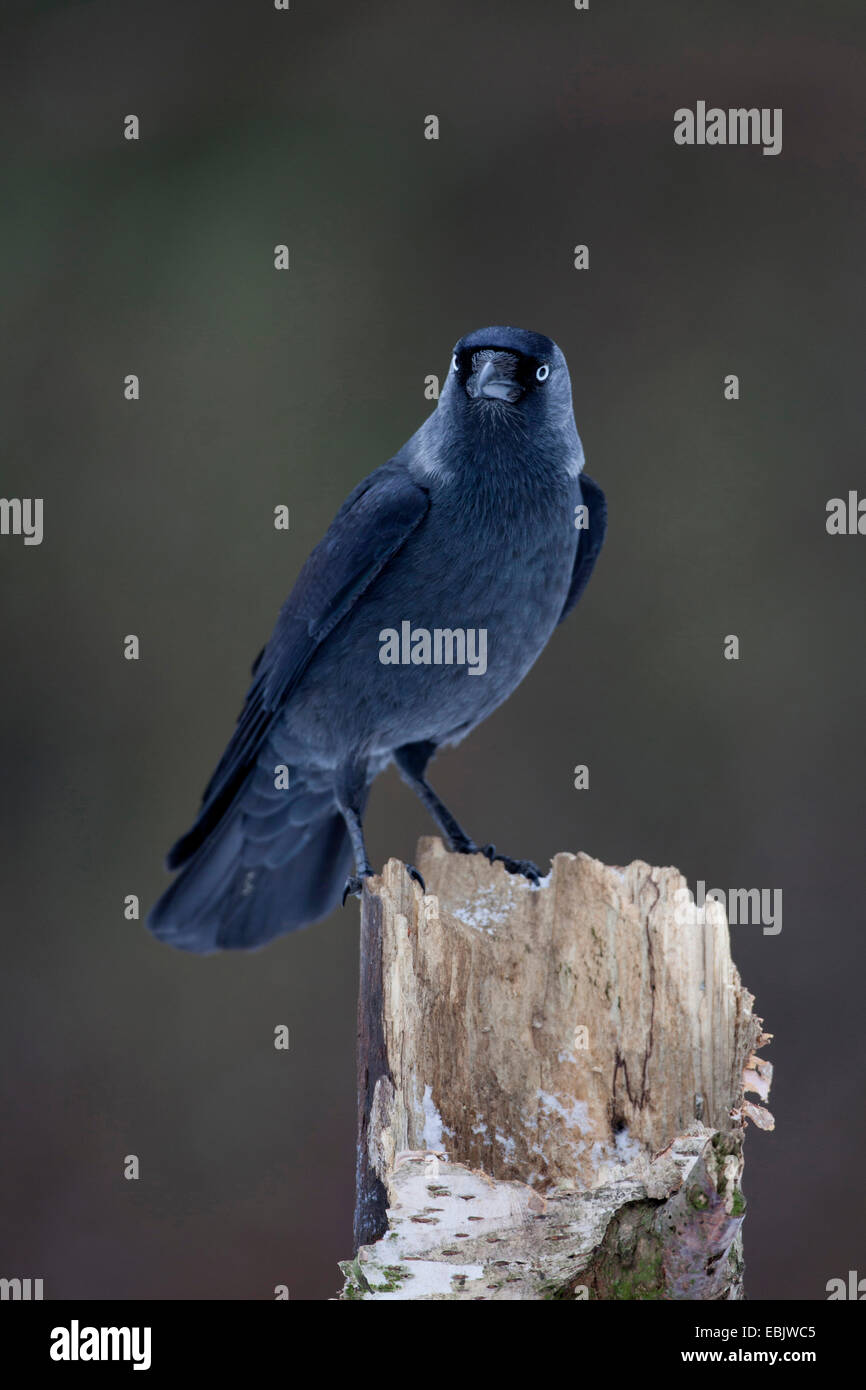 jackdaw (Corvus monedula), sitting on a dead tree, Germany Stock Photo ...
