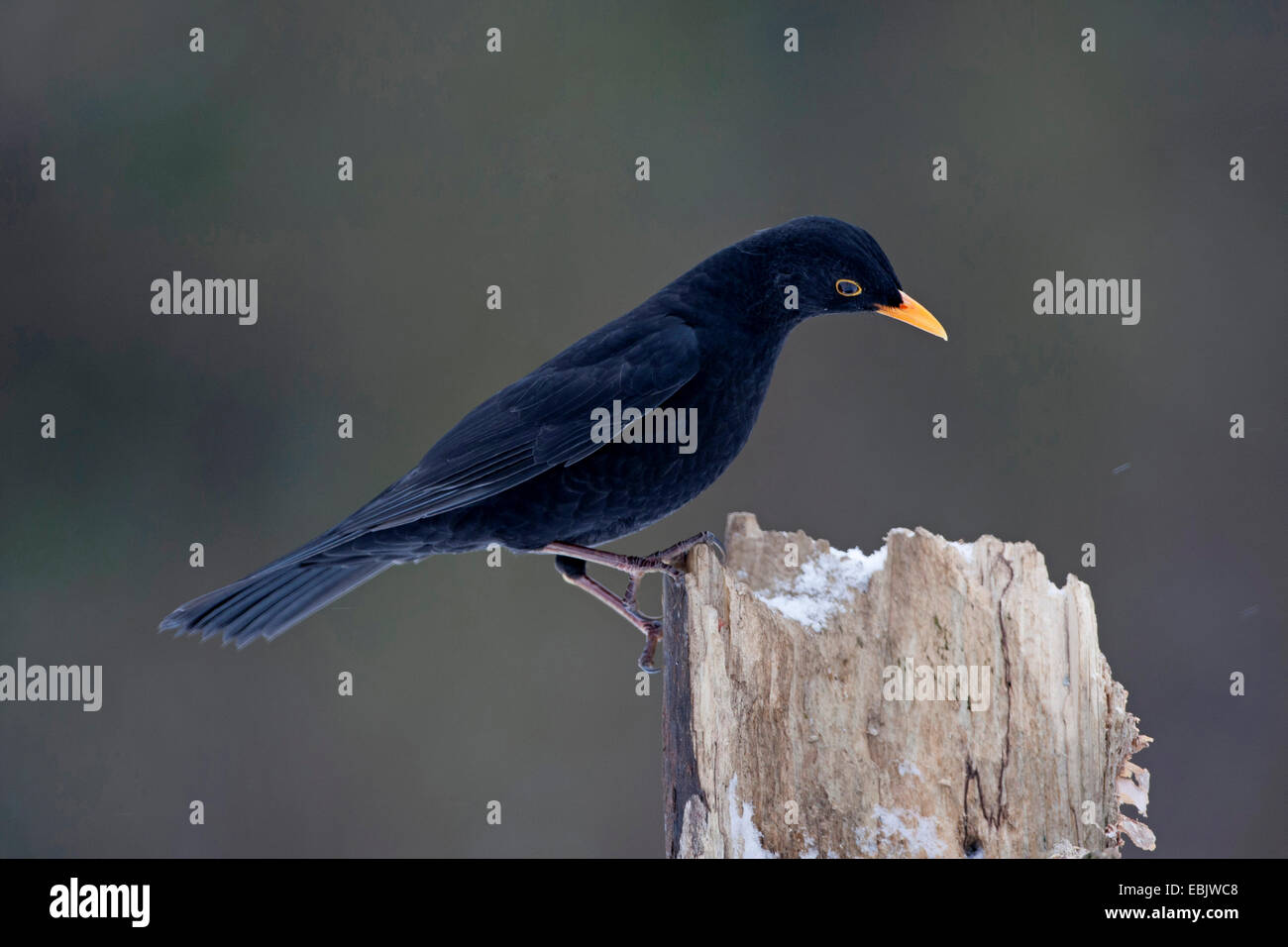 Dead blackbird hi-res stock photography and images - Alamy