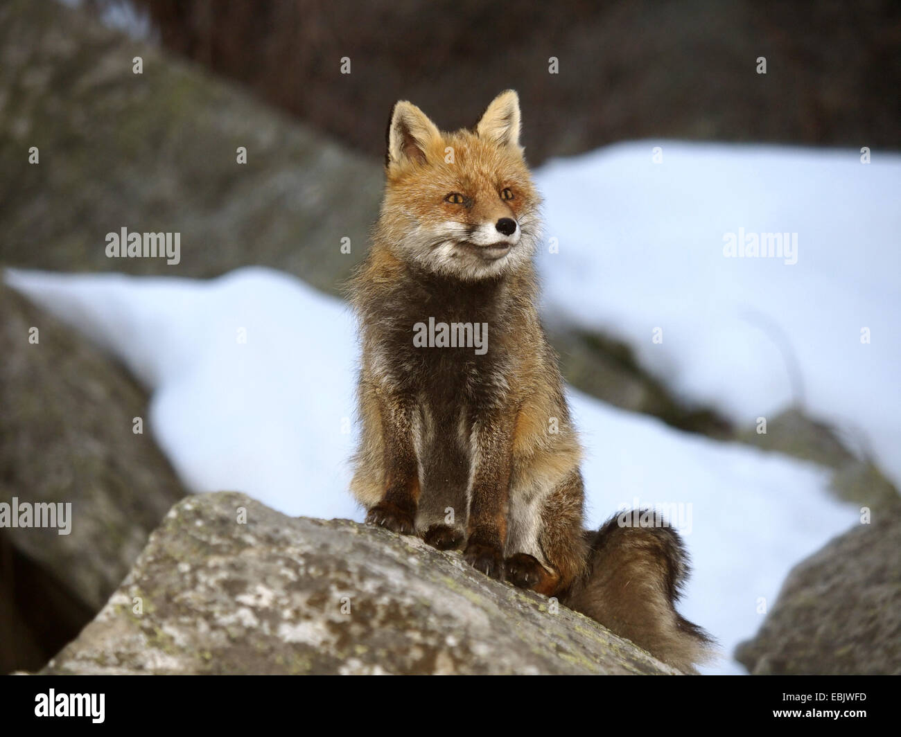 Bald Fox High Resolution Stock Photography and Images - Alamy