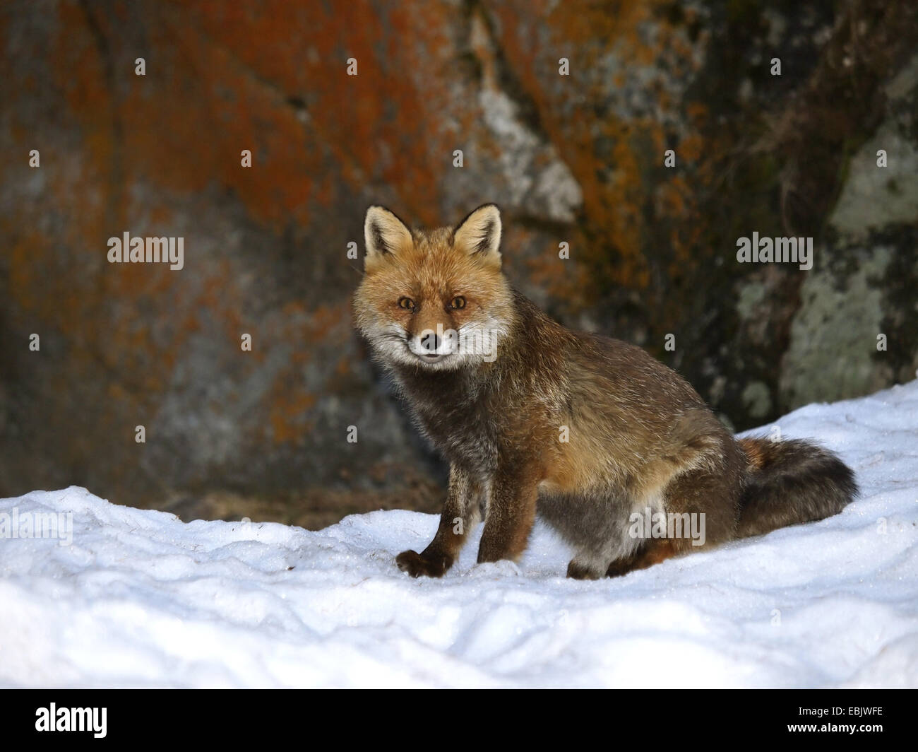 Red fox sitting on snow hi-res stock photography and images - Alamy
