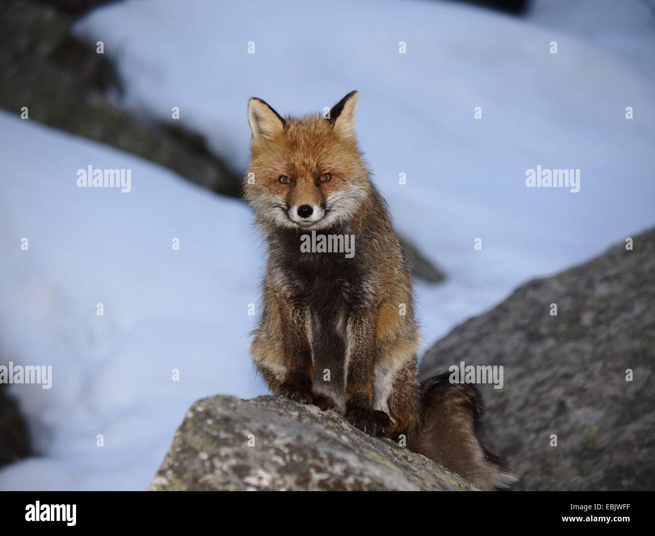 Bald Fox High Resolution Stock Photography and Images - Alamy