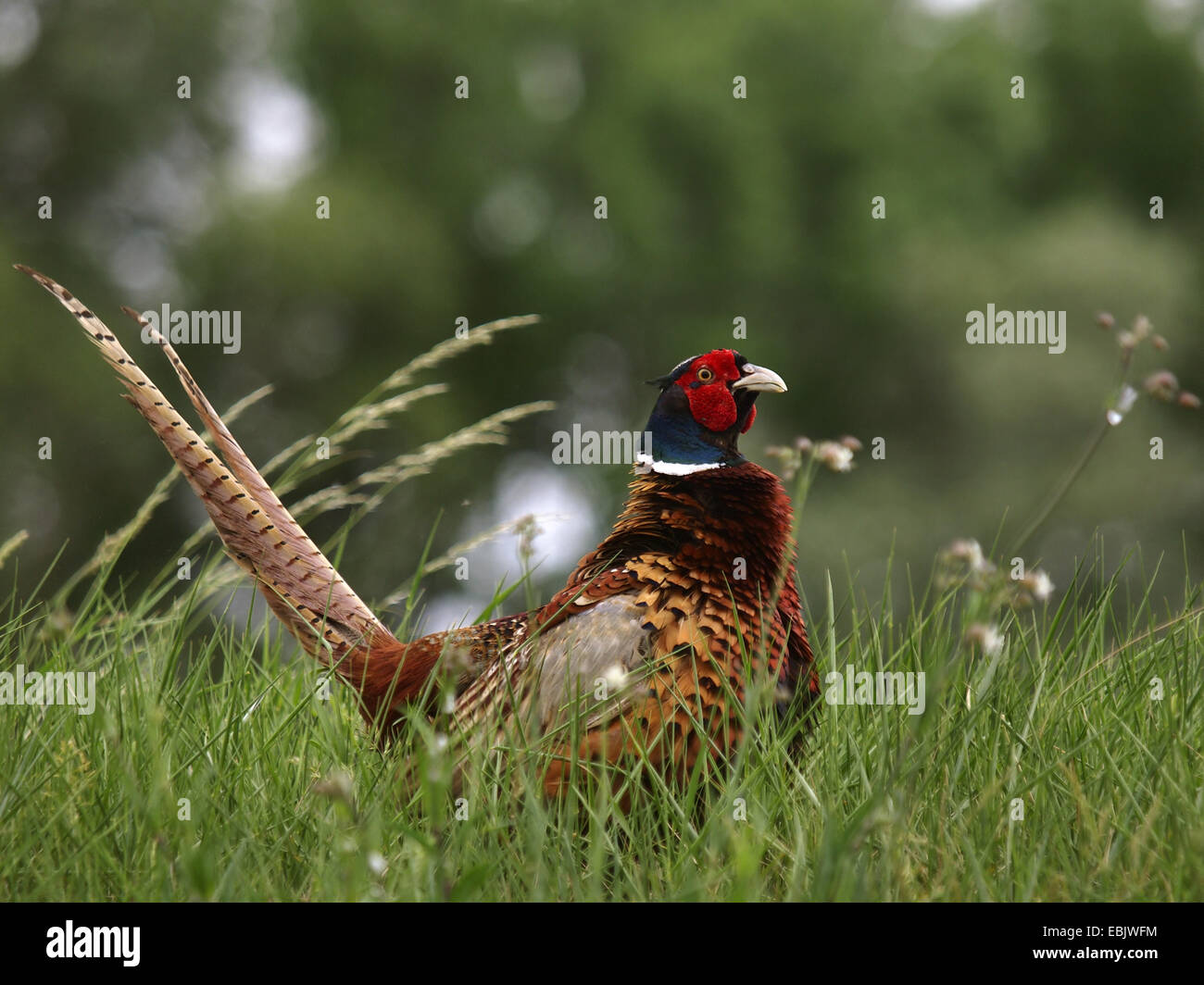 common pheasant, Caucasus Pheasant, Caucasian Pheasant (Phasianus ...