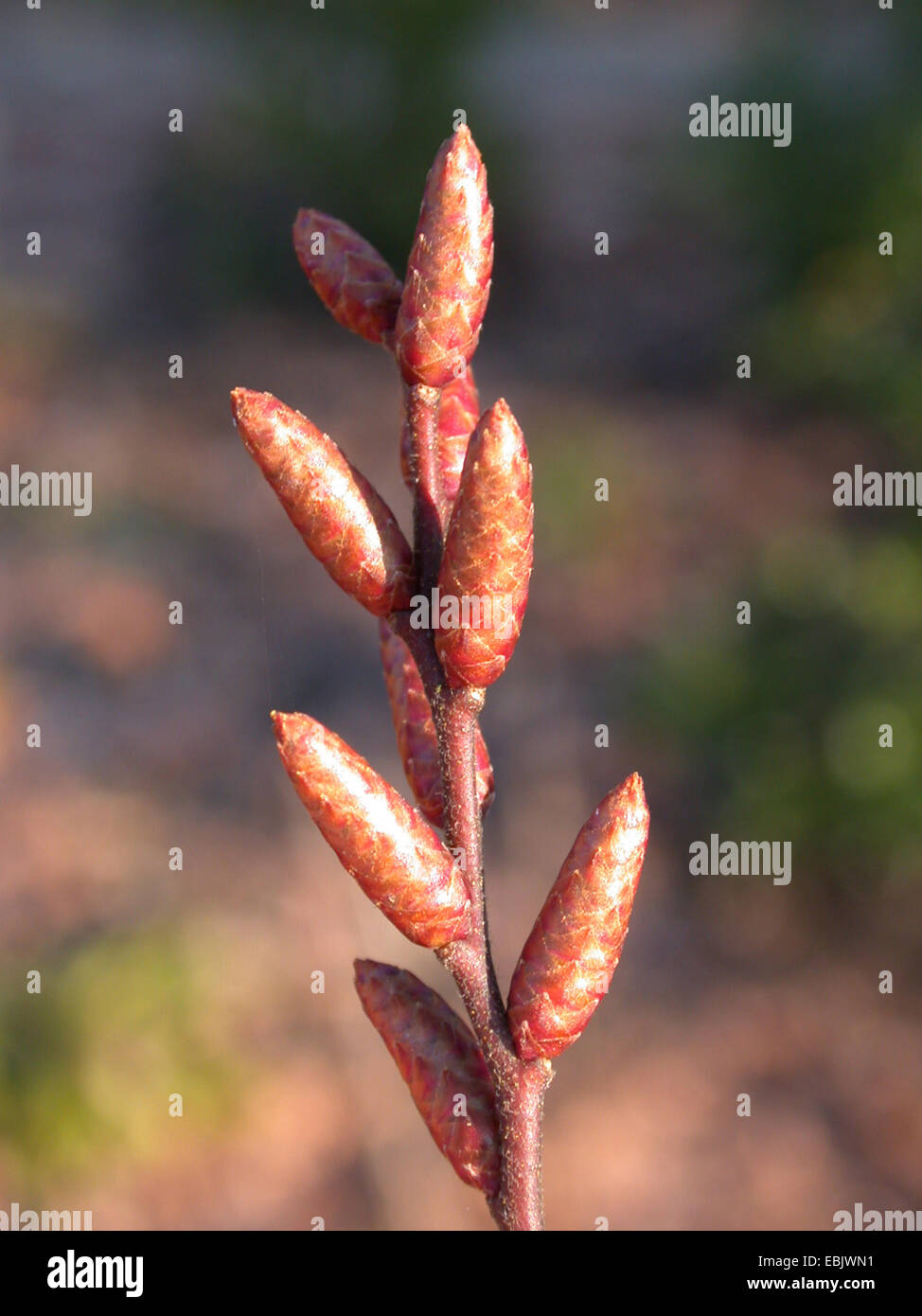 bog myrtle, sweet gale, sweet bayberry (Myrica gale), male buds ...