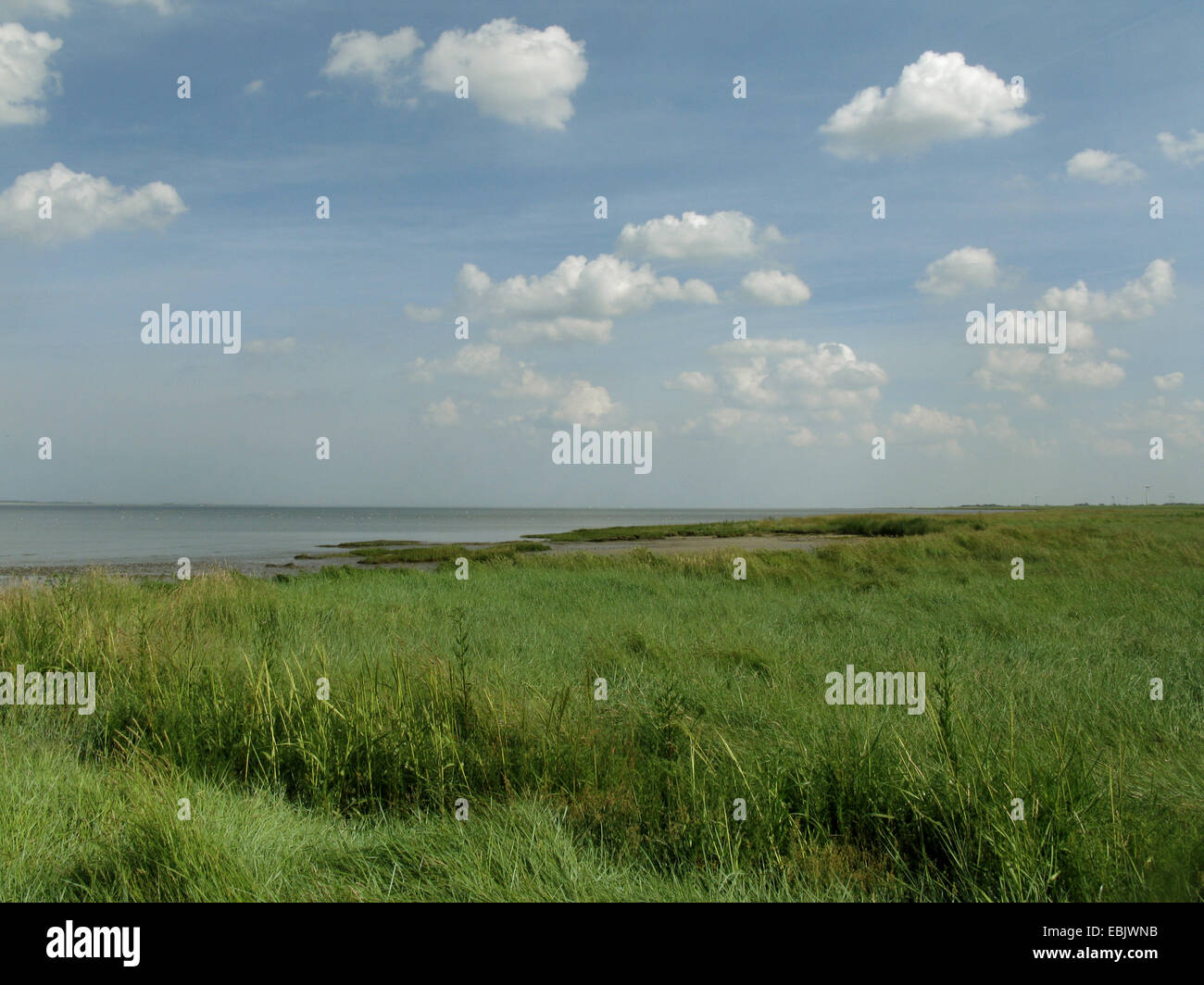 Sea couch grass (Elymus athericus, Agropyron pungens), salt marsh at ...