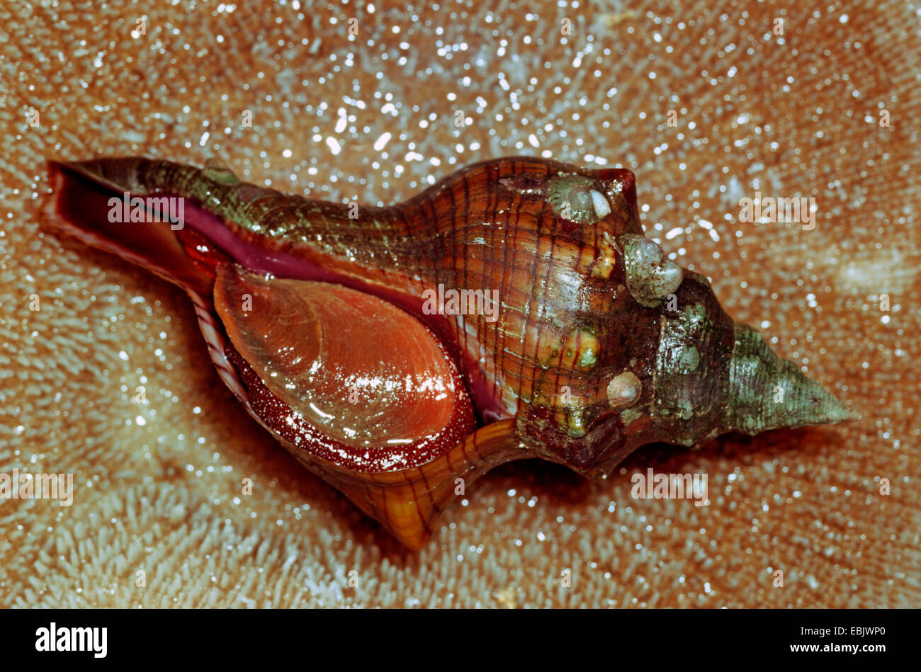 Volema cochlidium hi-res stock photography and images - Alamy