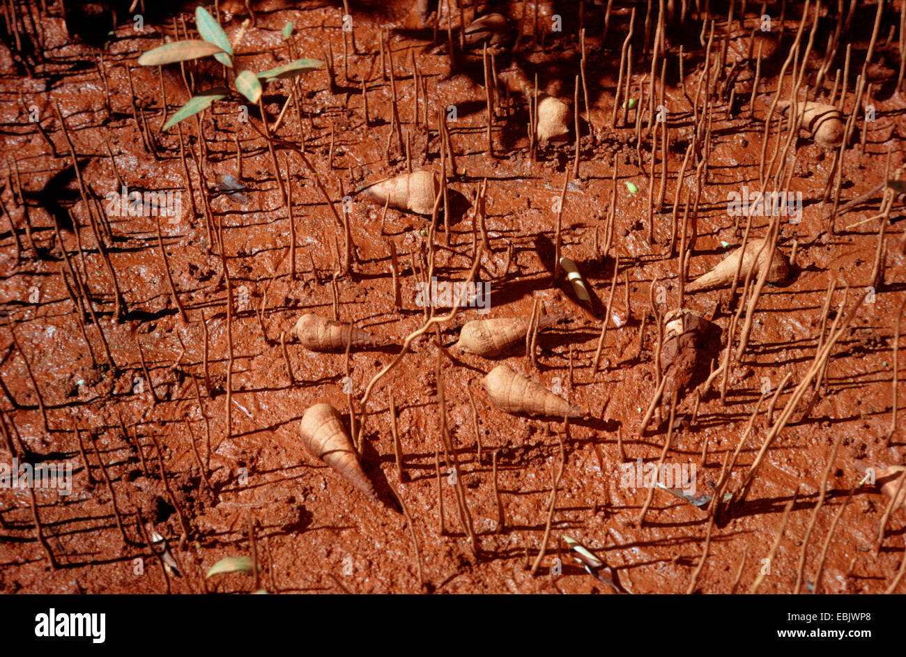 mud creeper, mangrove whelk, mud-whelk (Terebralia palustris), some ...